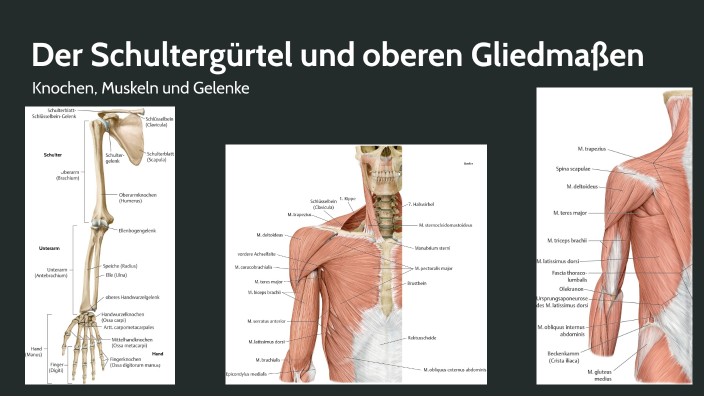 Obere Extremitäten by Lea Boucníková on Prezi