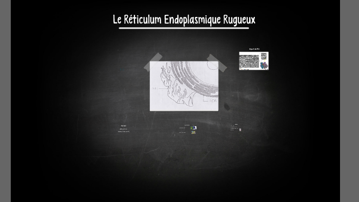 Le Réticulum Endoplasmique Rugueux by Djo ARTERO on Prezi