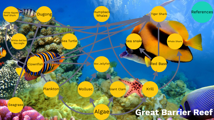 Great Barrier reef by Justin Yip on Prezi