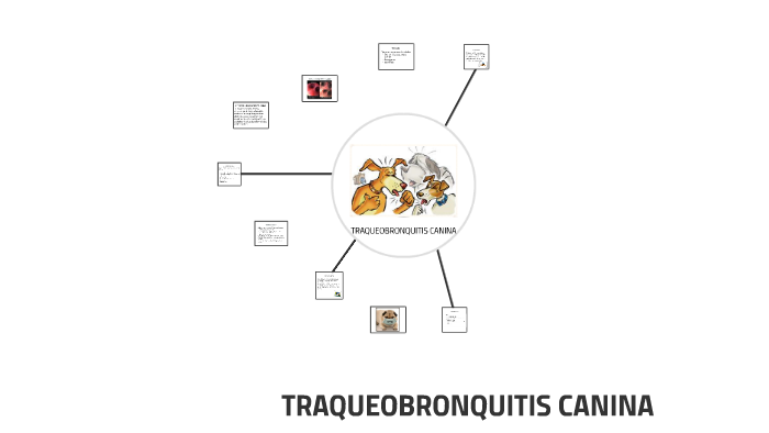 TRAQUEOBRONQUITIS CANINA by Camila Butler on Prezi
