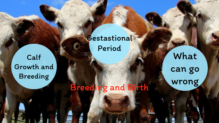 Cattle Breeding and Birth by Lyndon Gross on Prezi