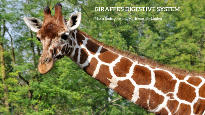 Giraffe's digestive system by María Rodríguez on Prezi