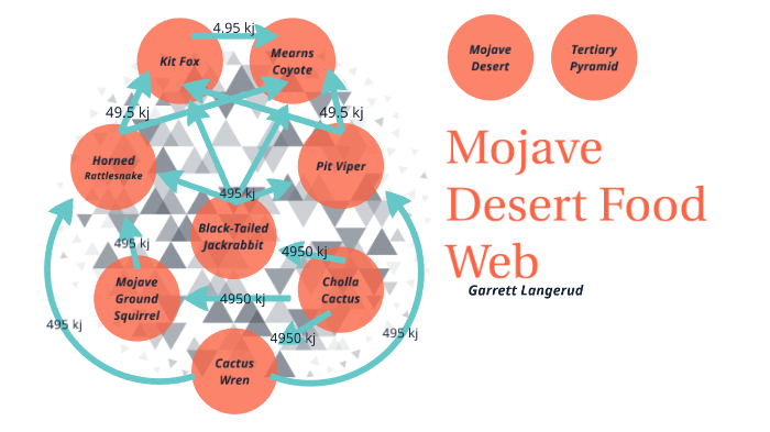 Las Vegas Mojave Desert Food Web A Guide To National Parks Close To