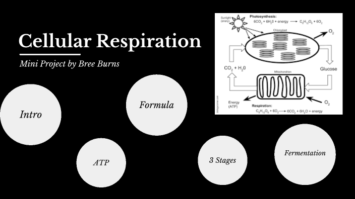Cellular Respiration Mini Project by Bree Burns on Prezi