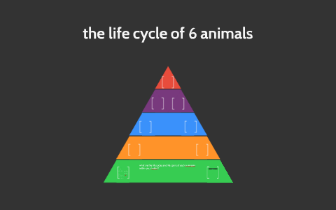 the life cycle of a grey wolf by josie vilos