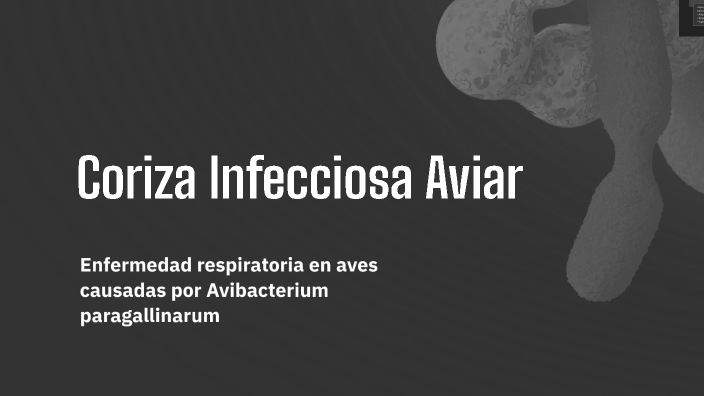 Coriza Infecciosa Aviar by MARIANA PEREZ GONZZALI on Prezi