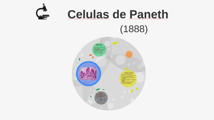 Celulas de Paneth by sofia ortiz on Prezi