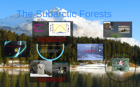 The Subarctic Forests by None of your business . on Prezi