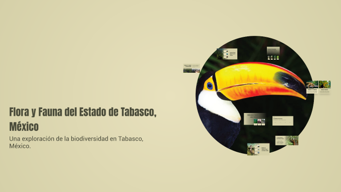 Flora y Fauna del Estado de Tabasco, México by Diana Velazquez on Prezi