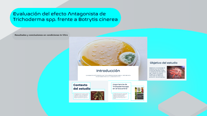 Evaluación Del Efecto Antagonista De Trichoderma Spp Frente A Botrytis