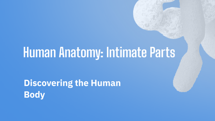 Human Anatomy: Intimate Parts by Adrián Molina on Prezi