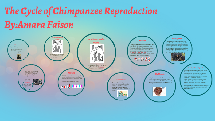 The Cycle of Chimpanzee Reproduction by Amara Faison on Prezi