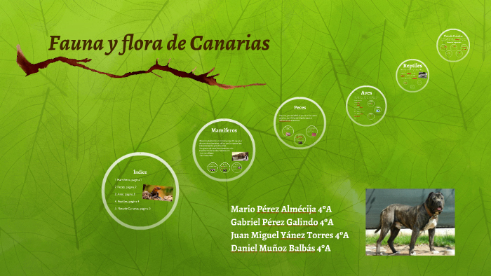 Fauna y flora de Canarias by mario Pérez Almécija on Prezi