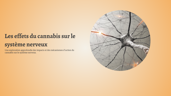 Les effets du cannabis sur le système nerveux by Rahi Ahri on Prezi