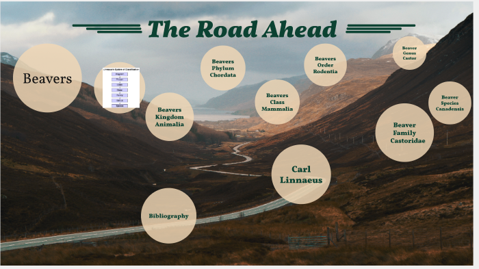 Beavers Classification by Nick Blacker on Prezi