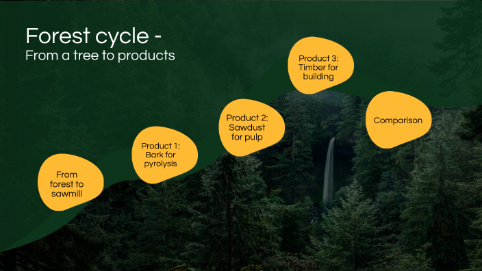 Life-cycle of a Scots pine by Outi Laakkonen on Prezi