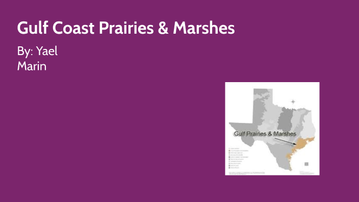 Gulf Coast Prairies & Marshes by Yael Marin on Prezi