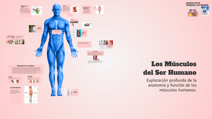 Los Músculos del Ser Humano by CRISH( DAVID on Prezi