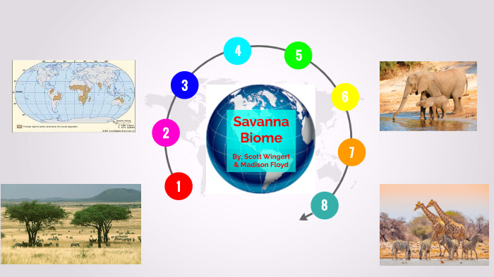 Savanna Biome Presentaion by Madison Floyd on Prezi