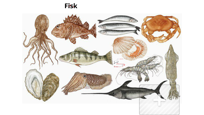 Generelt om fisk i Danmark by Pædagogisk Afdeling on Prezi