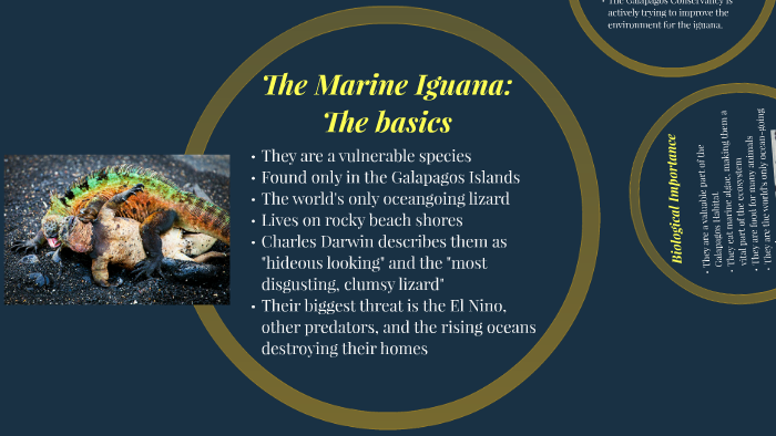 The Marine Iguana and Climate Change by Jamie Milstead on Prezi