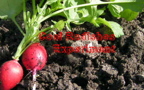 Radish Germination Experiment by Anthony Mau on Prezi