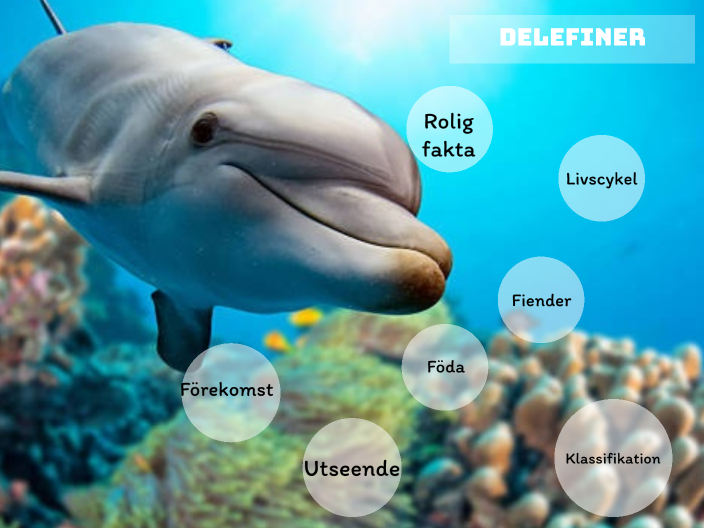 Delefin Alicia Ozols by Alicia Ozols on Prezi