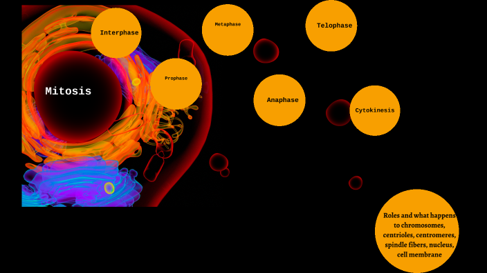 Cell Division Project by Menata A on Prezi