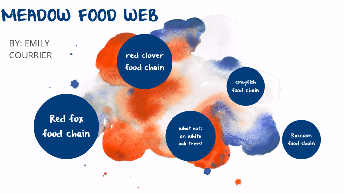 Meadow food web by Emily Courrier on Prezi