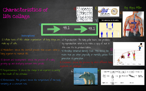 Characteristics of life collage by alysa miller