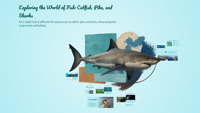 Exploring the World of Fish: Catfish, Pike, and Sharks by Sebastian ...