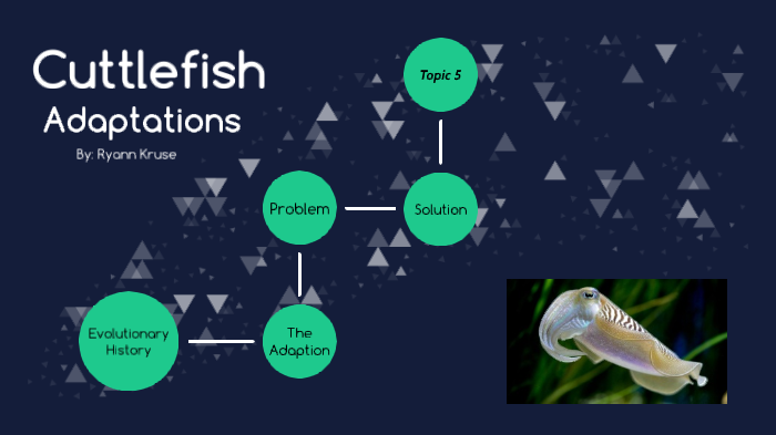 Cuttlefish Adaptations by Ryann Kruse on Prezi