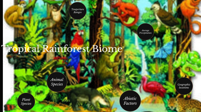 Tropical rainforest biome- Biology by Elise Strommen on Prezi