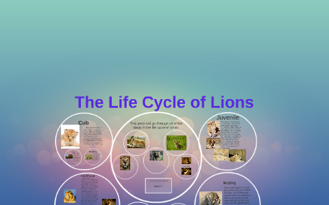 The Life Cycle of Lions by Jenna Nielsen on Prezi