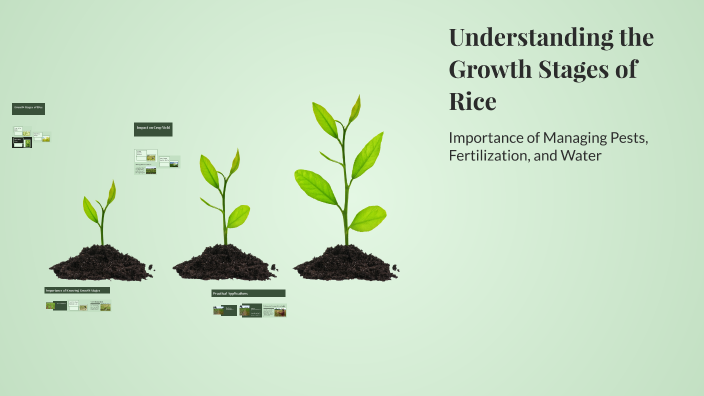 Understanding the Growth Stages of Rice by Rhea Ancheta on Prezi