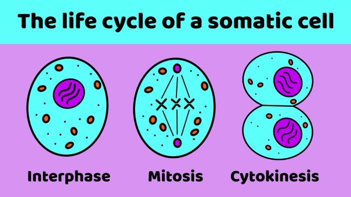 Somatic Cell Life Cycle by Aran Deochand on Prezi