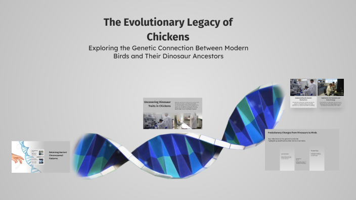 The Evolutionary Legacy of Chickens by Aaysha Raaliya on Prezi
