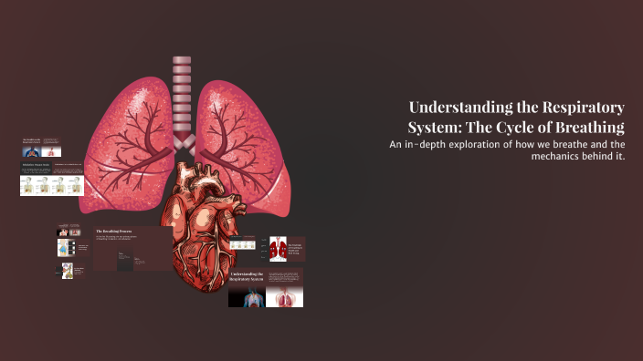 Understanding the Respiratory System: The Cycle of Breathing by Rebekah ...