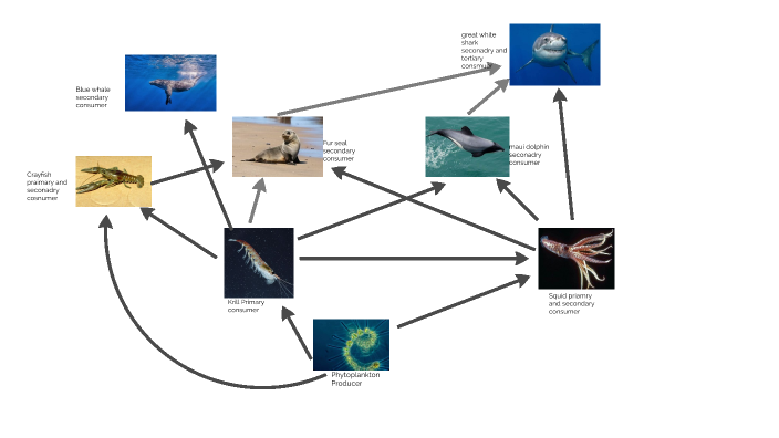new Zealand food web by Brayden Moore on Prezi
