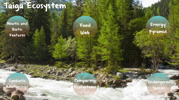 Taiga Ecosystem by Lachie Main on Prezi