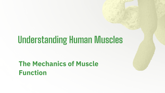 Understanding Human Muscles by Angie Tatiana chavarria on Prezi