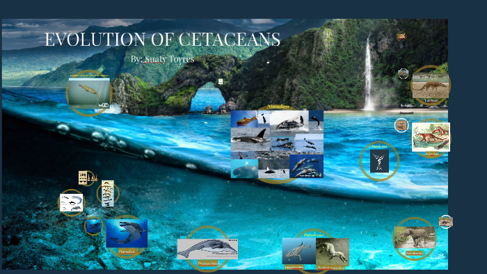 EVOLUTION OF CETACEANS by Suaty Torres on Prezi
