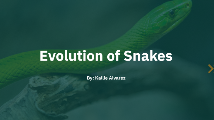 The Evolution of Snakes by Kallie Alvarez on Prezi