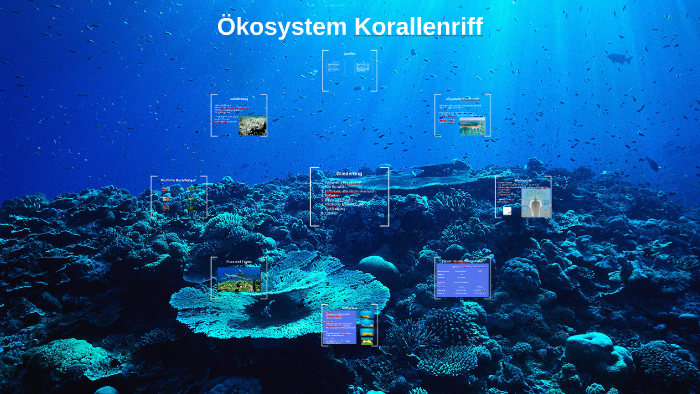 Ökosystem Korallenriff by Luca Hellwig on Prezi