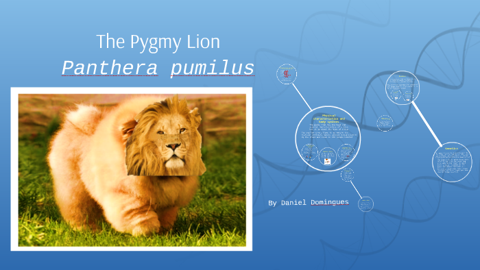 Pygmy Lion by Daniel Domingues on Prezi