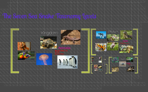 The Seven Sea Snake Taxonomy Levels by Konner Syed on Prezi