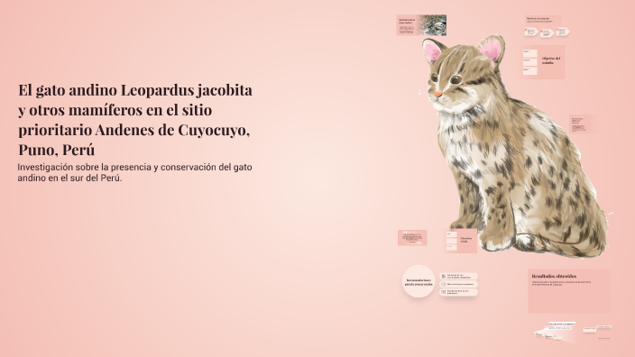 El gato andino Leopardus jacobita y otros mamíferos en el sitio ...
