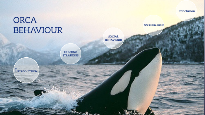 ORCA BEHAVIOUR by Amélie Tatin on Prezi