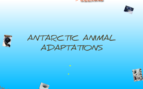 Antarctic Animal Adaptations by Rachael Earl on Prezi