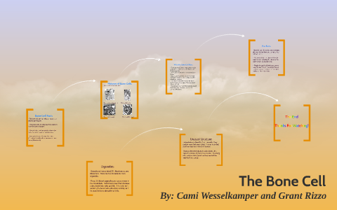 Bone Cell Facts by Cami We on Prezi